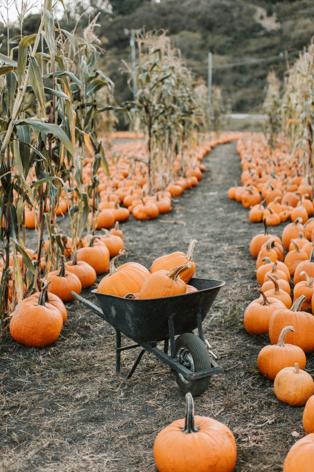️ The Best NJ/NY Farms to Visit This Fall | Partners Limos